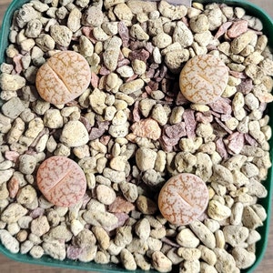 Plant one Lithops Dorotheae C300 - Etsy