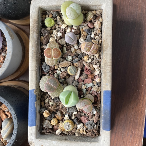Limited Rare Lithop Succulent Gibbaeum Heathii / Lithops Living Stone ...
