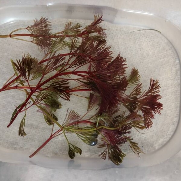 15 Salvina Cucullata Floating Plants - Etsy