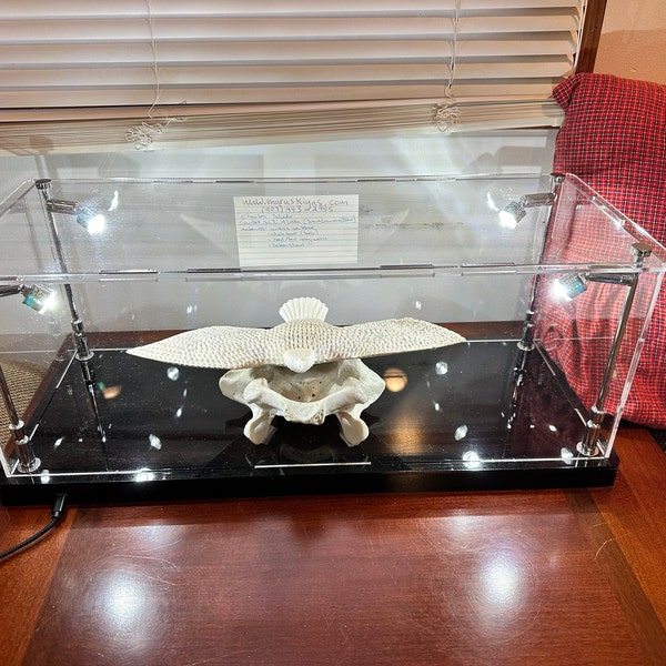 LED Lighted Display Case - Etsy