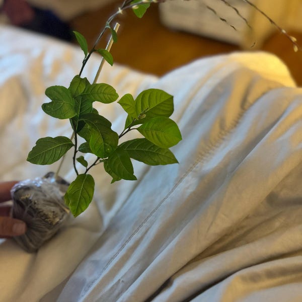 Pitiona, Oaxaca Lemon Verbena, Juanilama, Lippia Alba, 1 Live Plant 2.5 ...