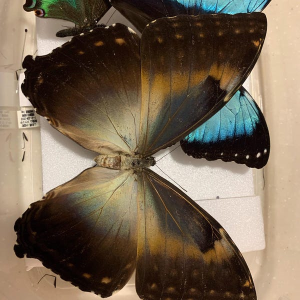 Morphidae - Morpho Theseus Juturna - Mounted - Insects for Your Art ...