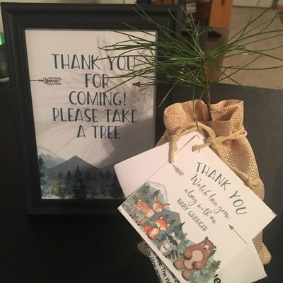 L 22 Nursery Bulk Seedlings White Pine Tree Starter Seedlings 4 to 6 ...