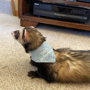 Sea Breeze Ferret Bandana Ferret Scarf Ferret Accessories - Etsy