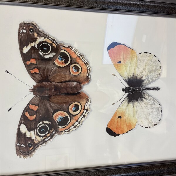 Watercolor Monarch Butterfly Art Print. Earthy Butterfly Chrysalis ...