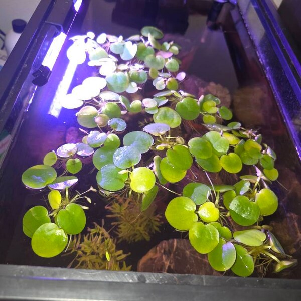 Narrow Leaf Anacharis, Egeria Najas, Live Aquarium/aquatic/background ...