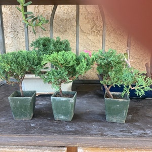 Small Juniper Tree in Plastic Grower Pot - Etsy