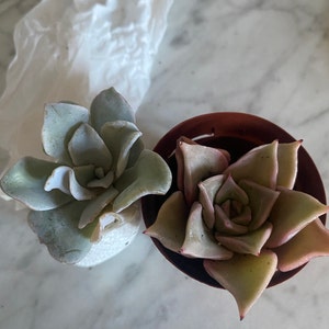 Sedum 'blue Spruce' / Stonecrop / Ground Cover / - Etsy
