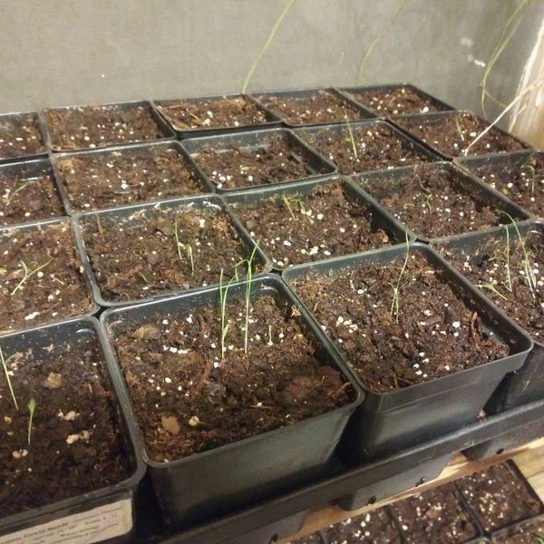 100 LEMONGRASS East Indian Lemon Grass Fragrant Ornamental Edible ... 100 LEMONGRASS East Indian Lemon Grass Fragrant Ornamental Edible ...