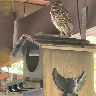 Owl Nesting Houses For: Horned Owl, Burrowing Owl, Screech Owl, Barred ...