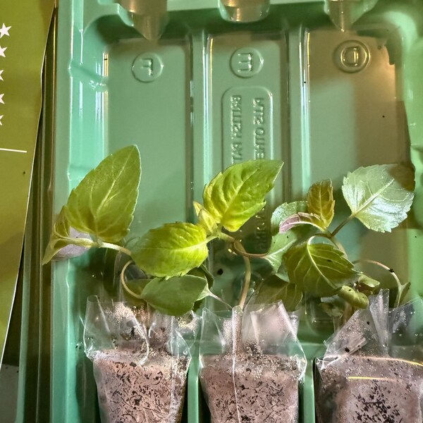 Lessing Feather Gass Stipa Lessingiana Ornamental Grass Plug Plant ...