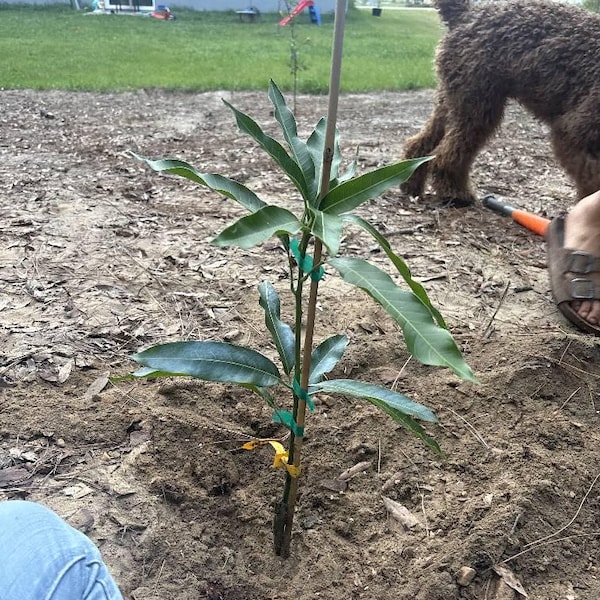 Julie Dwarf (juliette) Mango Tree GRAFTED 2-4 Ft Tall.ship to All ...