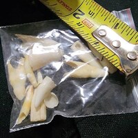 Ancient Fossilized Corax Shark Dinosaur Teeth Shark Teeth Fossil ...