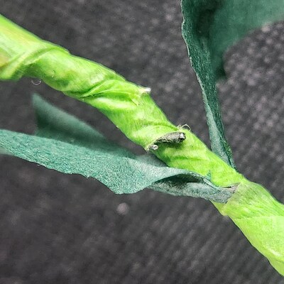 Paper Poppies, Crepe Paper Poppy, Poppy Centerpiece, Poppy Bouquet - Etsy