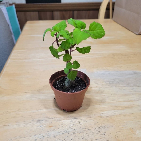 Bonsai Mint (plectranthus Ernstii Caudex) - Etsy