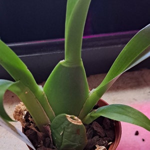 Arthurara Sea Snake 'unforgettable' Unusual Oncidium Type Orchid Plant ...