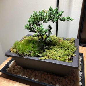 2 Pack Pixie Cup Live Lichen Moss for Terrariums Fairy Gardens | Etsy