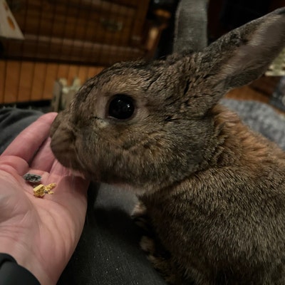 Bunny O's Cereal Treat, Rabbit Fruit Loops Inspired Treat, Small Animal ...