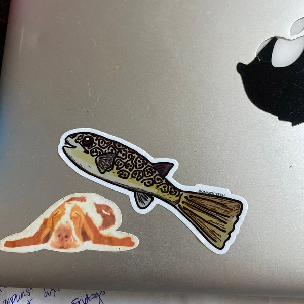 Magnet Set - 7 Cephalopods, Flamboyant Cuttlefish, Pajama Squid ...