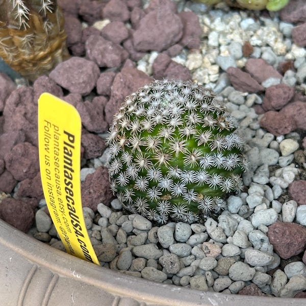 Gymnocalycium Inermis Crest Cactus G 135 - Etsy