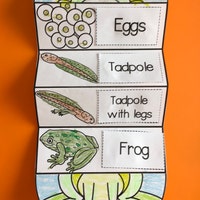 Life Cycle of a Bean Plant Foldable Kids' Craft Science Activity | A4 ...