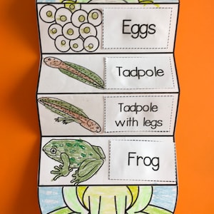 Life Cycle of a Watermelon Plant Foldable Kids' Craft A4 and 11x8.5 ...