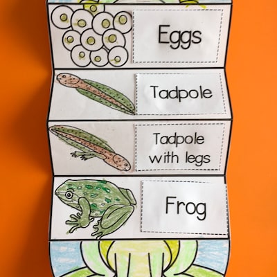 How a Fossil is Formed Printable Craft Activity and Sequencing Cards ...