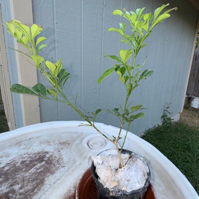 Chinese Perfume Tree, Chinese Rice Flower, in 4 Pot Aglaia Odorata - Etsy