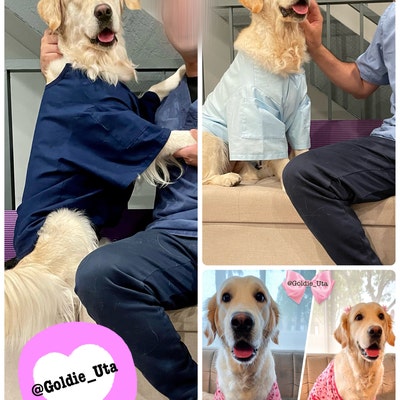 Dog Doctor Lab Coat Costume, Doctor Lab Coat Dog Costume, Pet Doctor ...