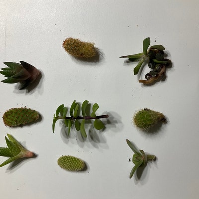 Ranunculus Aviv Rose Buy 4 Get 1 Free - Etsy