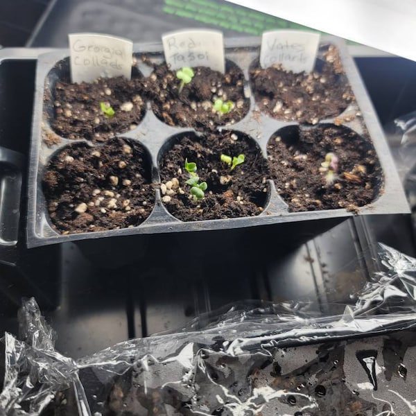 Georgia Southern Collard Seeds - Etsy
