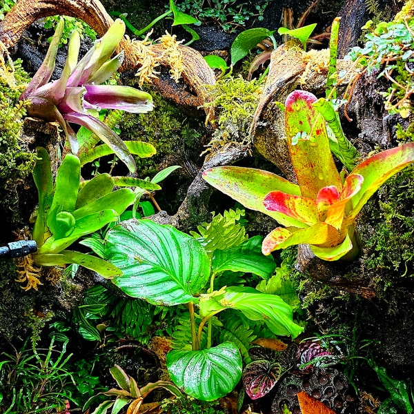 Lotus Head Pod - Isopods / Vivarium / Bioactive / Terrarium ...