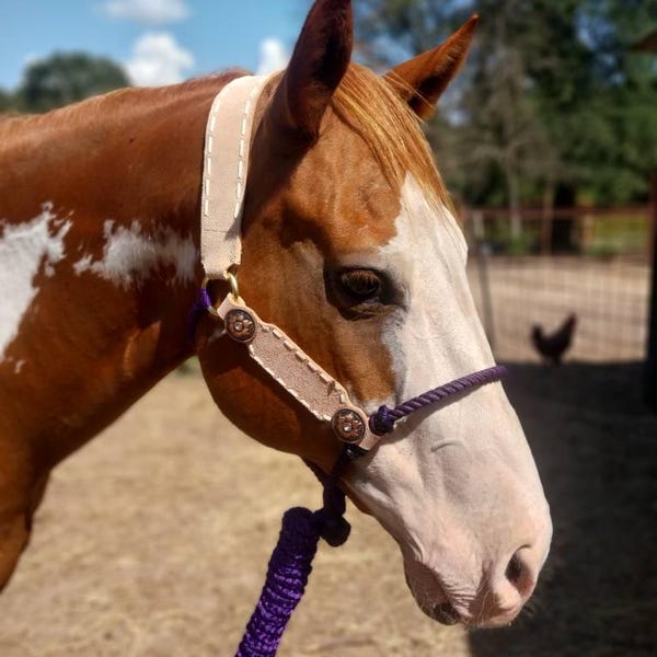 USA Made, Chocolate & White Tack Set, USA Made, Buckstitch Tack ...