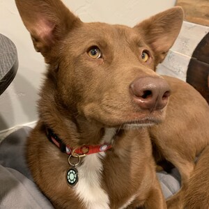 Flag of Sweden Pet Tag Swedish Flag ID Tags Custom Dog Cat | Etsy