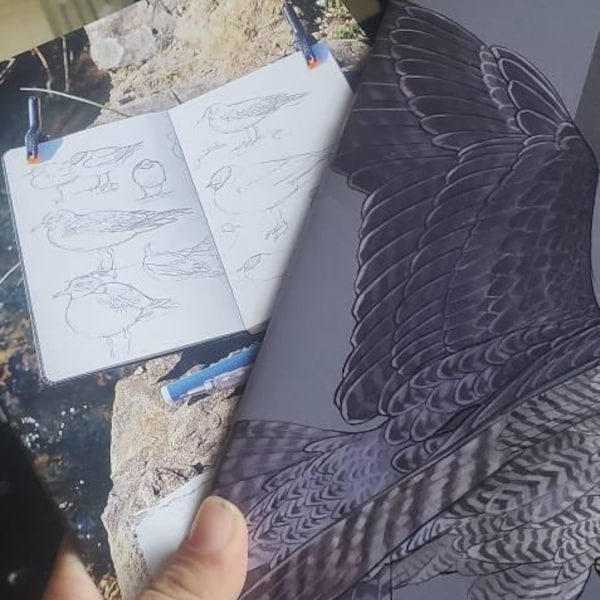 How to Draw Birds: of the Passerine Order - Etsy UK