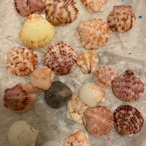 40pc Orange Calico Scallop Seashells - Etsy