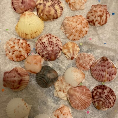 40pc Orange Calico Scallop Seashells - Etsy
