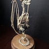 Sphinx Skeleton, Curiosity Cabinet - Etsy