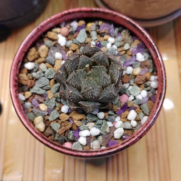 Edible Sagittaria Trifolia Giant Cantonese Sand Arrowhead Tuber for ...