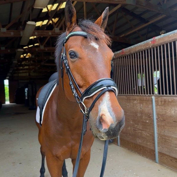 Navy Blue Velvet GP Saddle Pad Matchy Matchy Pony / Cob / Full / X Full ...