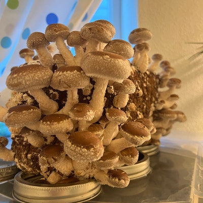 Shiitake Mushroom Growing Kit FREE SHIPPING - Etsy