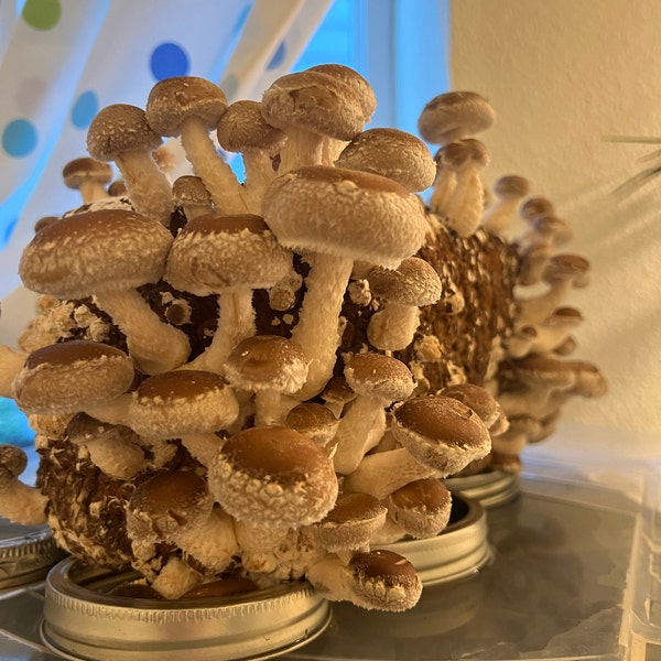 Shiitake Mushroom Growing Kit- FREE SHIPPING - Etsy