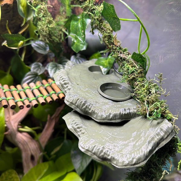 Pink Princess Philodendron Ledge for 0.5oz Deli Cup Crested Gecko ...