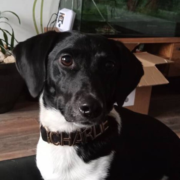 Personalized Dog Collars With Metal Letter Name, Female Dog Collars ...