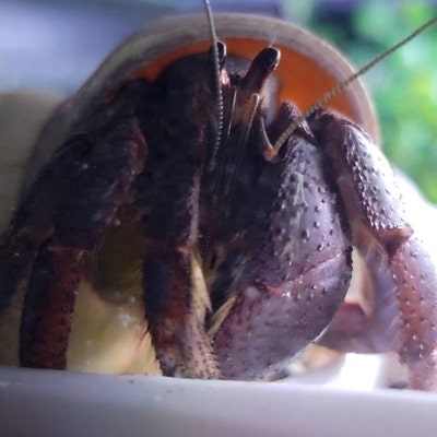 Rare Cornutus Turbo Hermit Crab Shell With a 1.75 Opening C3 - Etsy