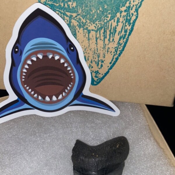 Small Megalodon Tooth Pendant - Florida - Etsy