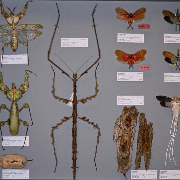 Pack of Two Jewel Beetles Metaxymorpha Apicalis for All Your Taxidery ...