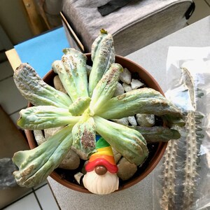 Cleistocactus Tarantula Cactus Cleistocactus Winteri Golden - Etsy