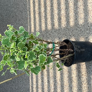 Geffner Atemoya 1 Plant 2 to 3 Feet Tall Ship in 3gal Pot - Etsy