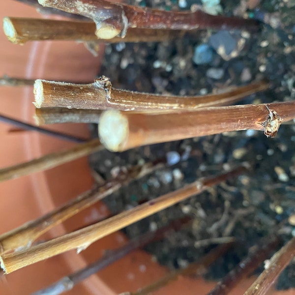 10 MARS GRAPE Cutting / Fruit Tree Scion / Scionwood / Wood / Rooting ...